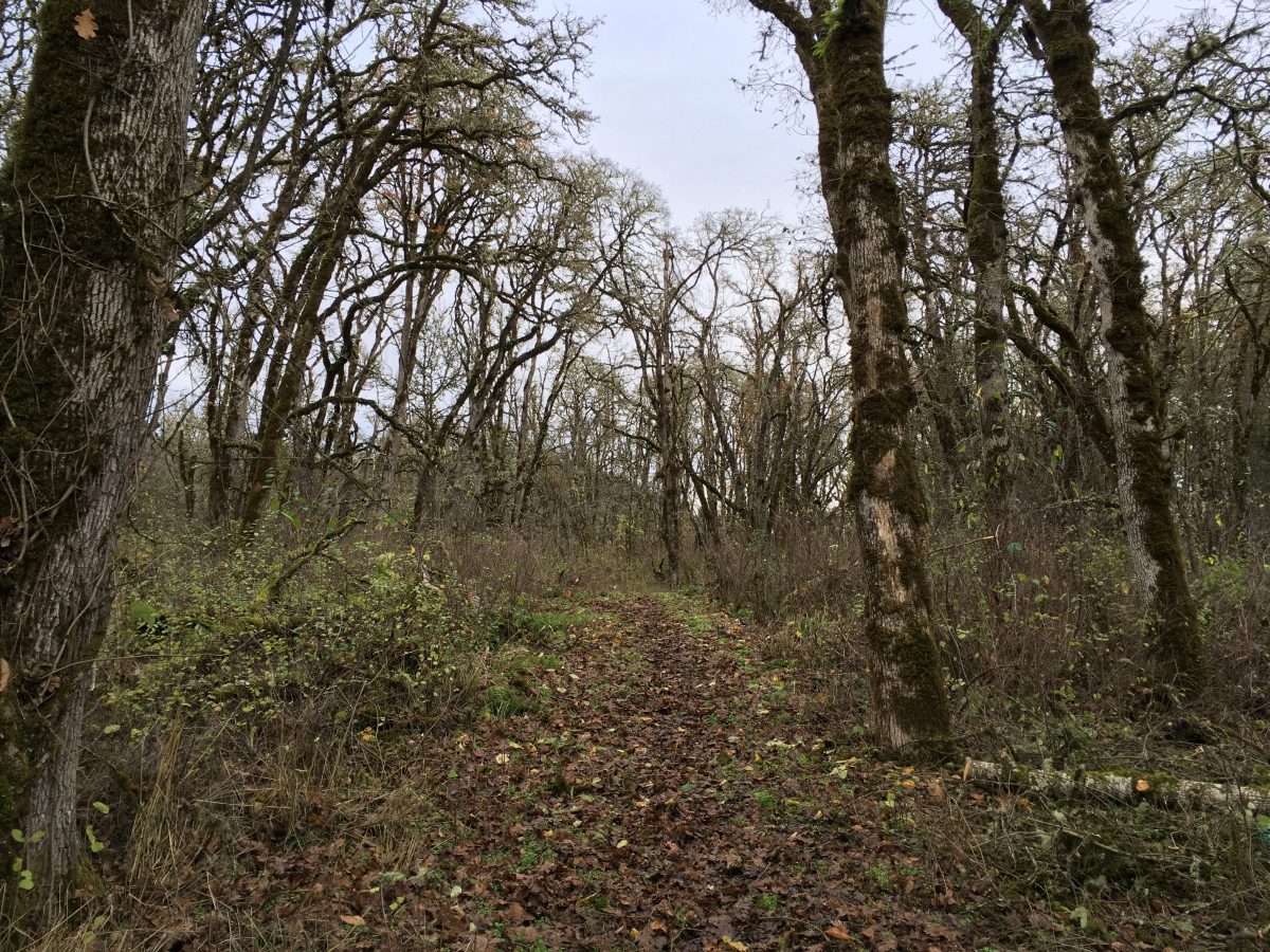 Dorris Ranch – Middle Fork Willamette Watershed Council