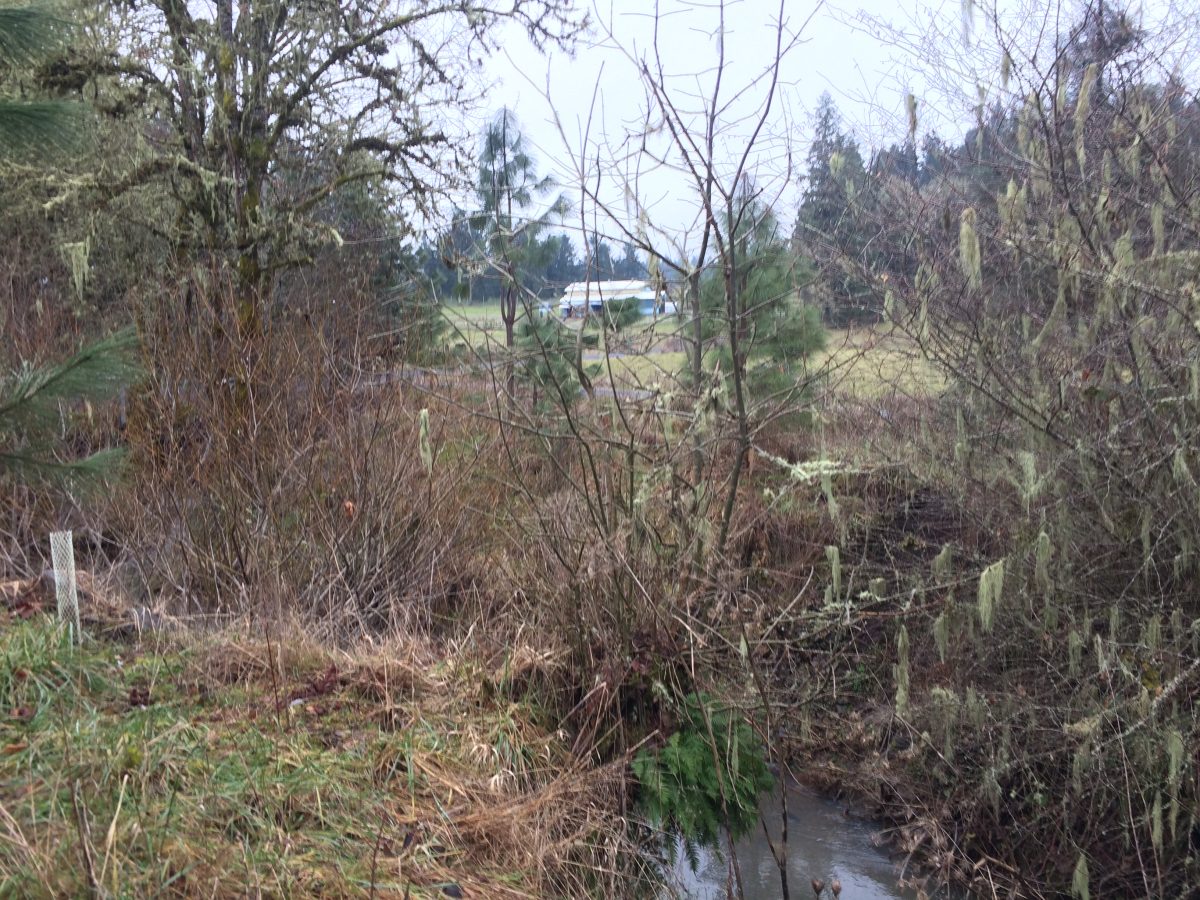 Lost Creek Riparian Revegetation – Middle Fork Willamette Watershed Council