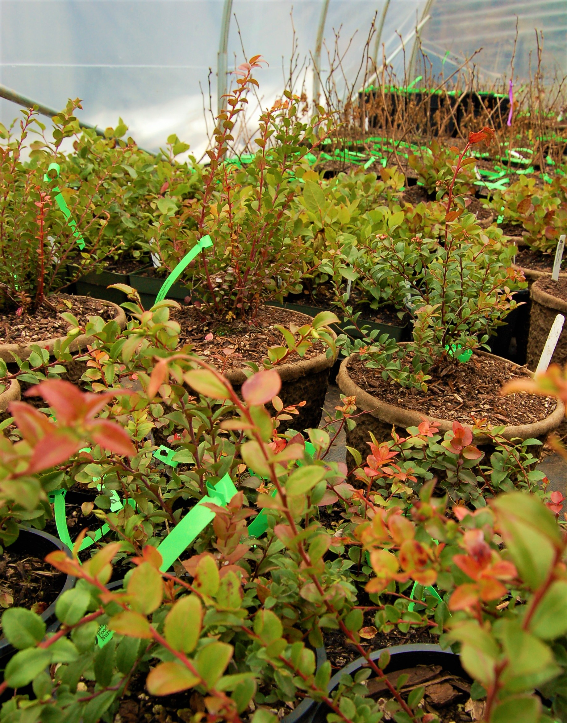 Native Foods Nursery – Middle Fork Willamette Watershed Council