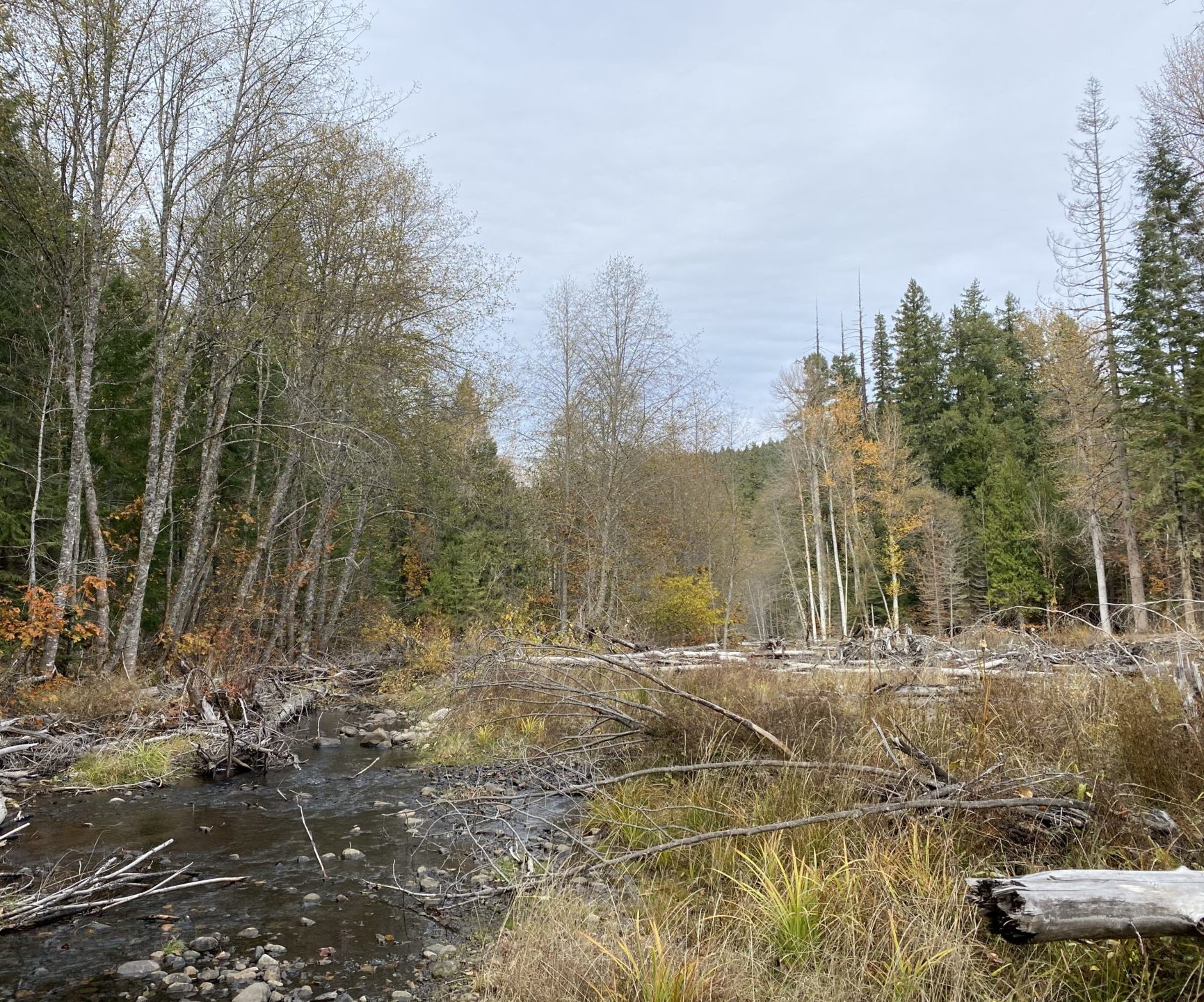Staley Creek – Middle Fork Willamette Watershed Council