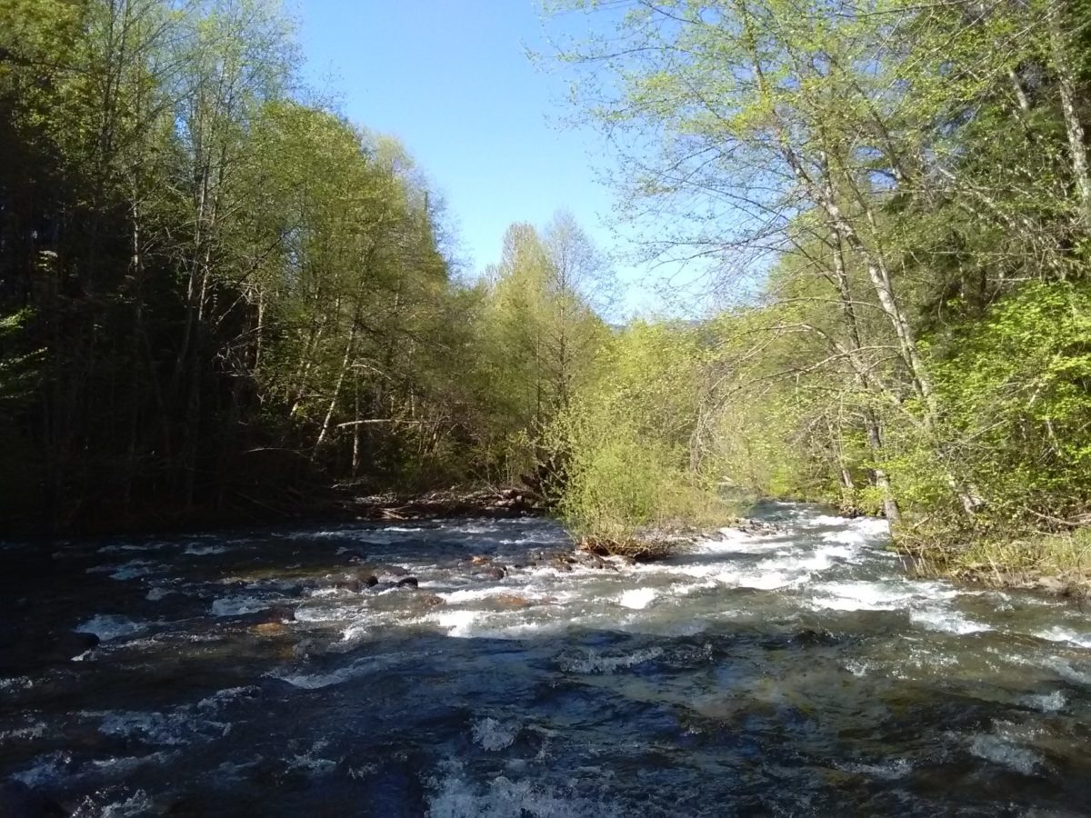 Staley Creek – Middle Fork Willamette Watershed Council